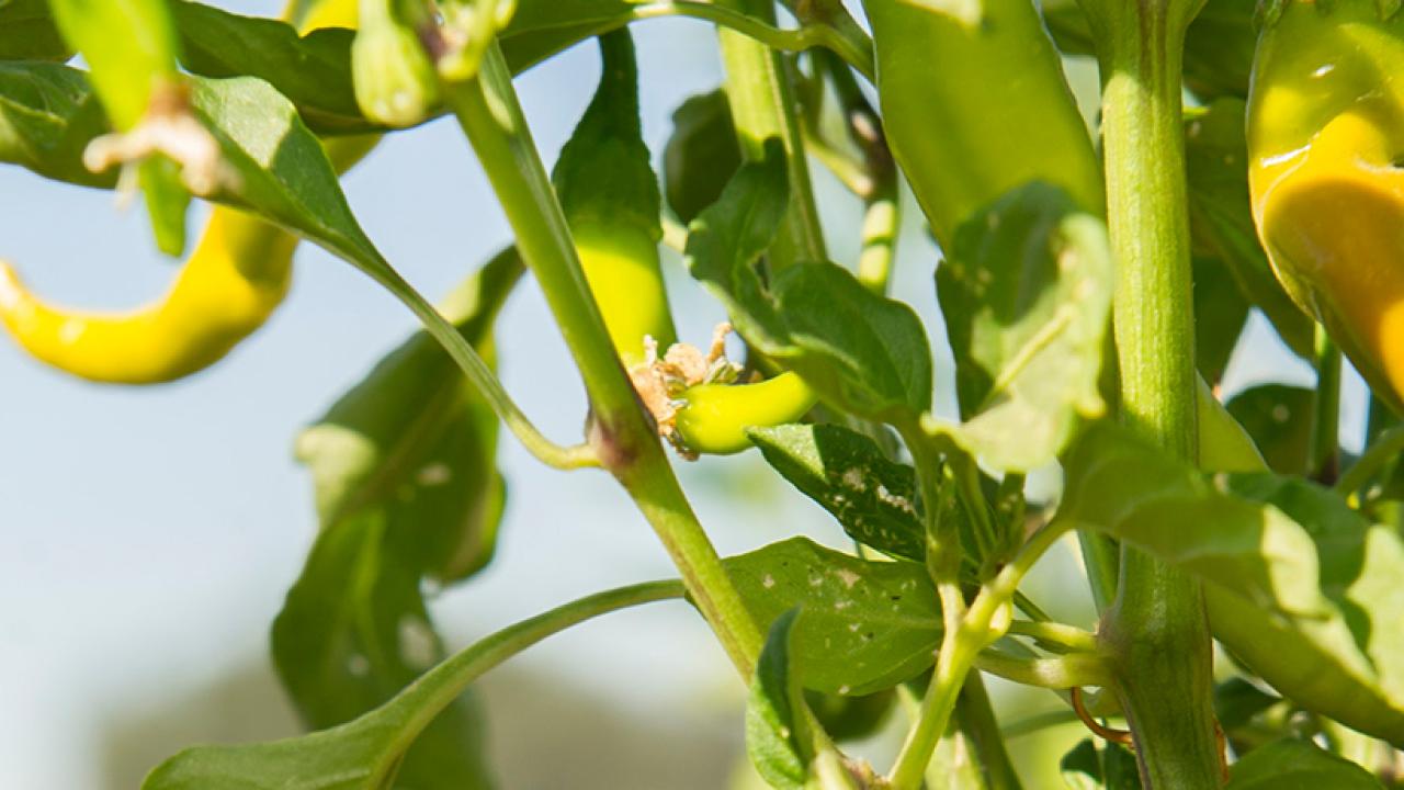 What's New | Collaboration for Plant Pathogen Strain Identification