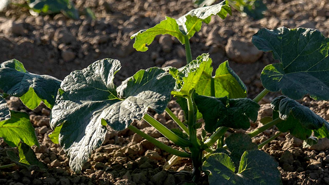 Services | Collaboration for Plant Pathogen Strain Identification